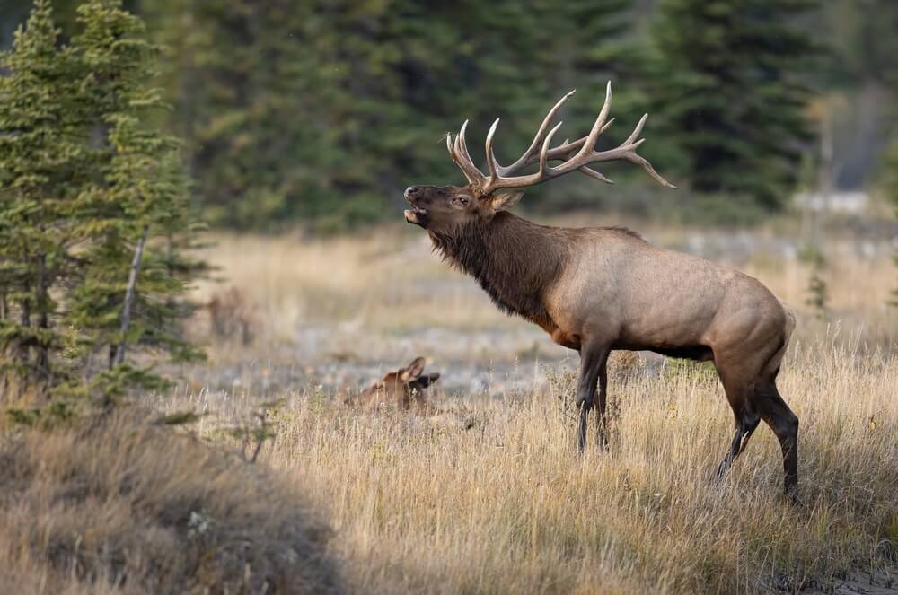 Experience the Elk Rut in Estes Park